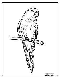 Parrot Coloring Pages (Free PDF Printables) - Simply Love Coloring