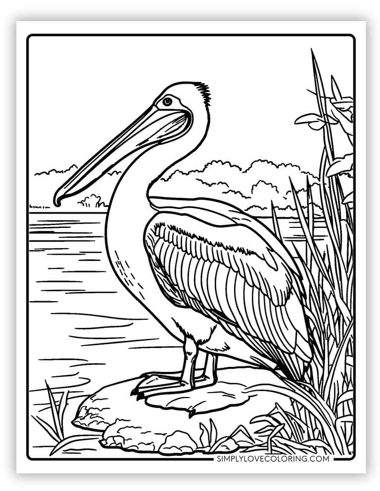 Pelican Coloring Pages (Free PDF Printables) - Simply Love Coloring