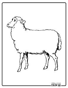20 Sheep Coloring Pages (Free PDF Printables) - Simply Love Coloring