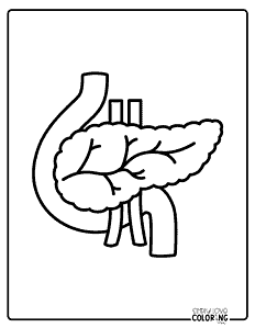 Human Body Coloring Pages (Free PDF Printables) - Simply Love Coloring