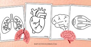 Human Body Coloring Pages (Free PDF Printables) - Simply Love Coloring